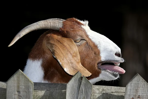 Bleating Goat Portrait — Stock Photo © fouroaks #8887967