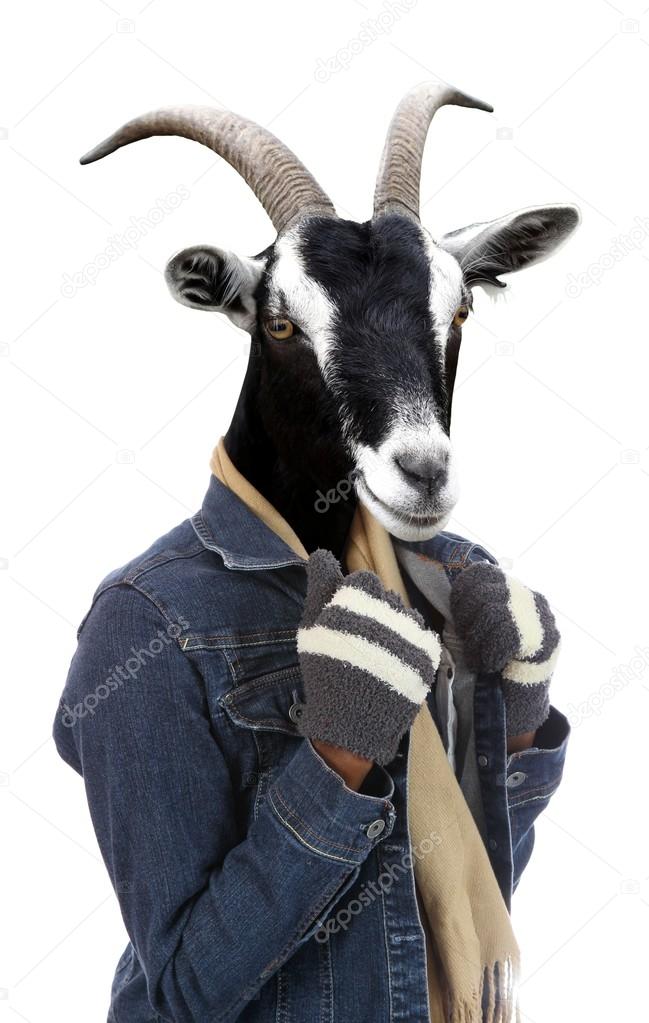 Goat dressed in Woman's Winter Wear Concept Stock Photo by ©fouroaks ...