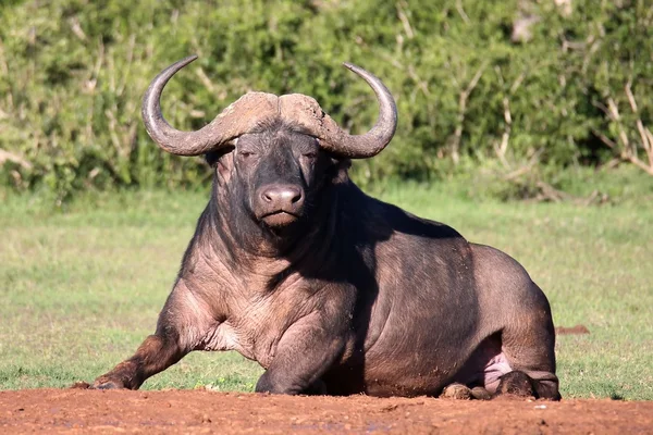 Angry Buffalo — Stock Photo © fouroaks #36129871