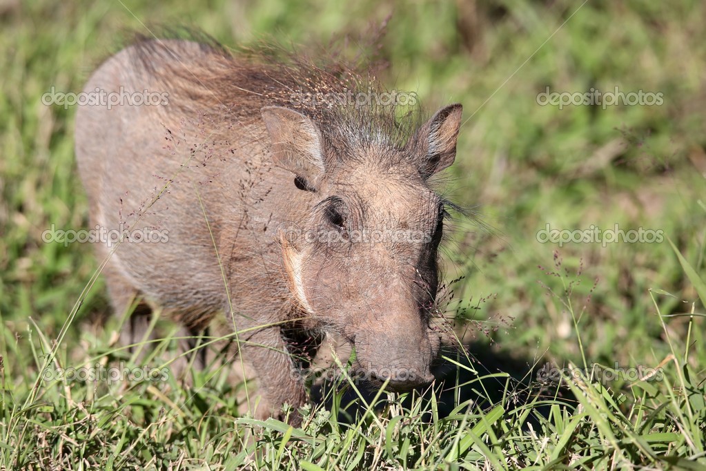 Baby Warthog — Stock Photo © fouroaks #44141735