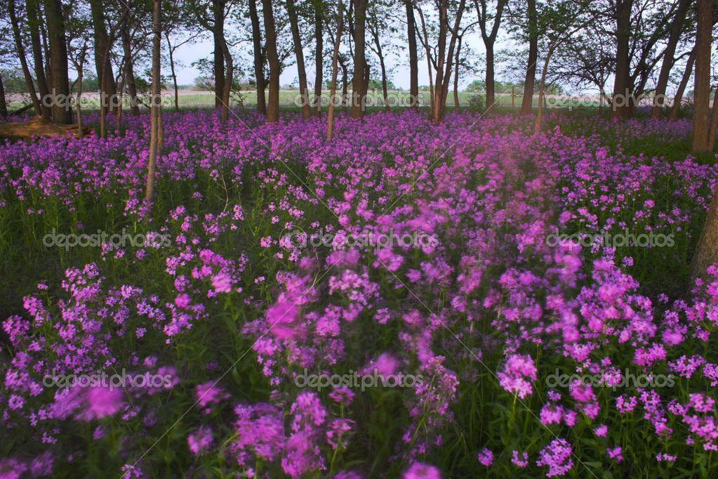 Fleurs sauvages roses et forêt image libre de droit par georgeburba ...