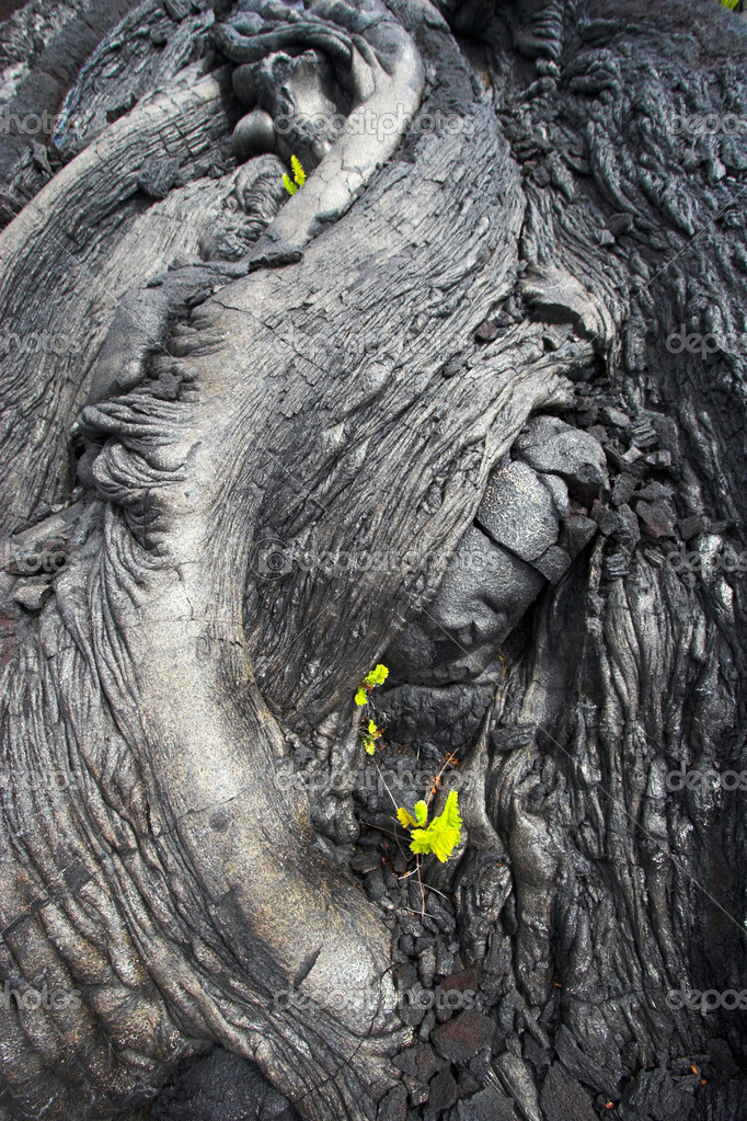 Lava close-up and a plant Stock Photo by ©georgeburba 16999909