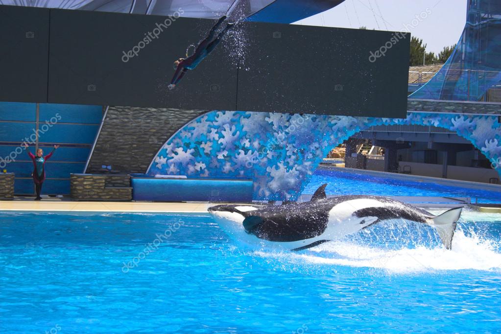 Orca show Stock Photo by ©georgeburba 17641609