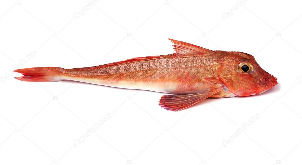 Red Gurnard Fish Stock Photo by ©alidphotos 26712815