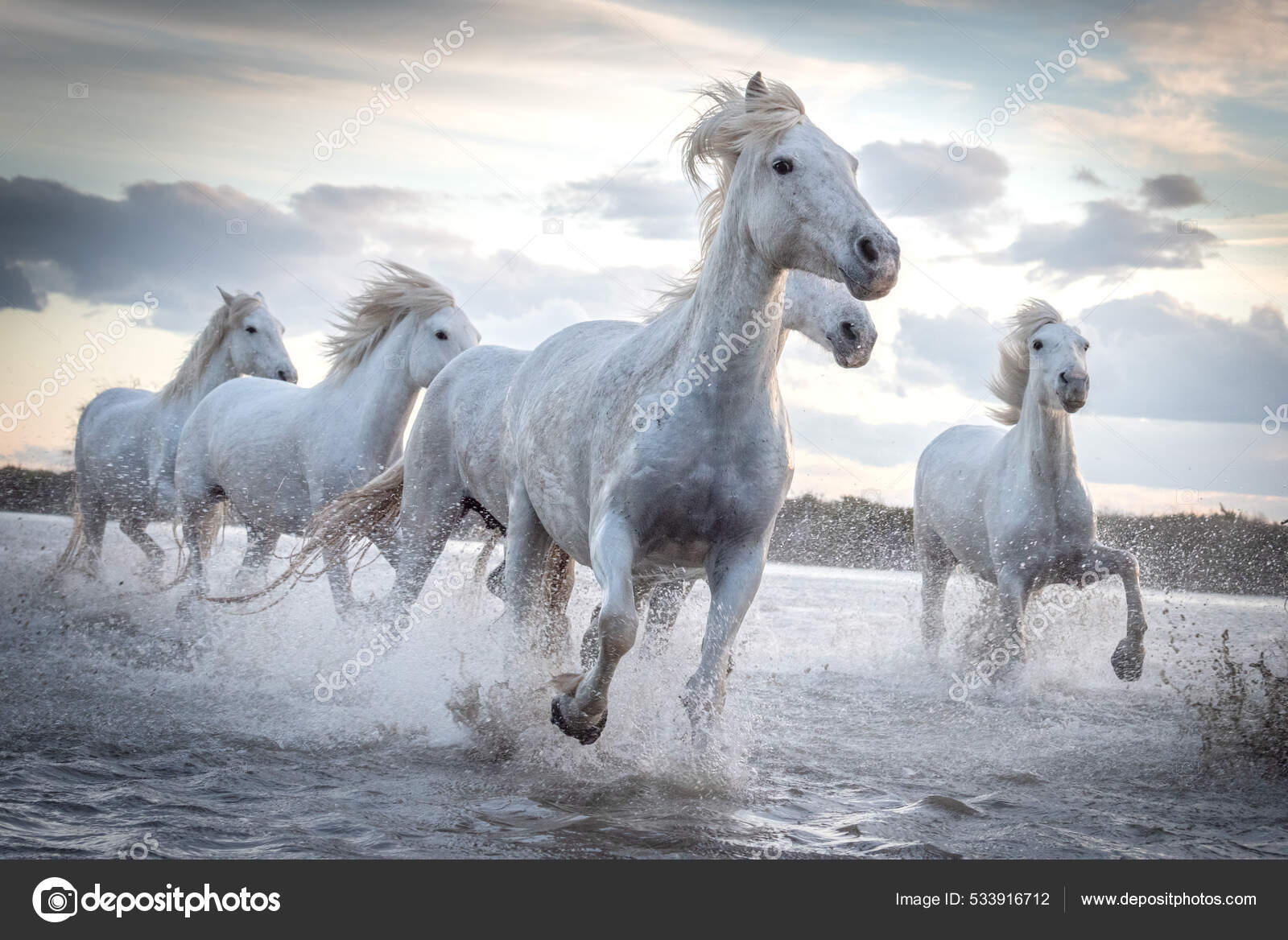 White Horses Running On Water