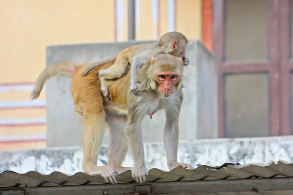 India, Rajasthan, Jaipur, indian monkeys Stock Photo by ©Alexandra ...