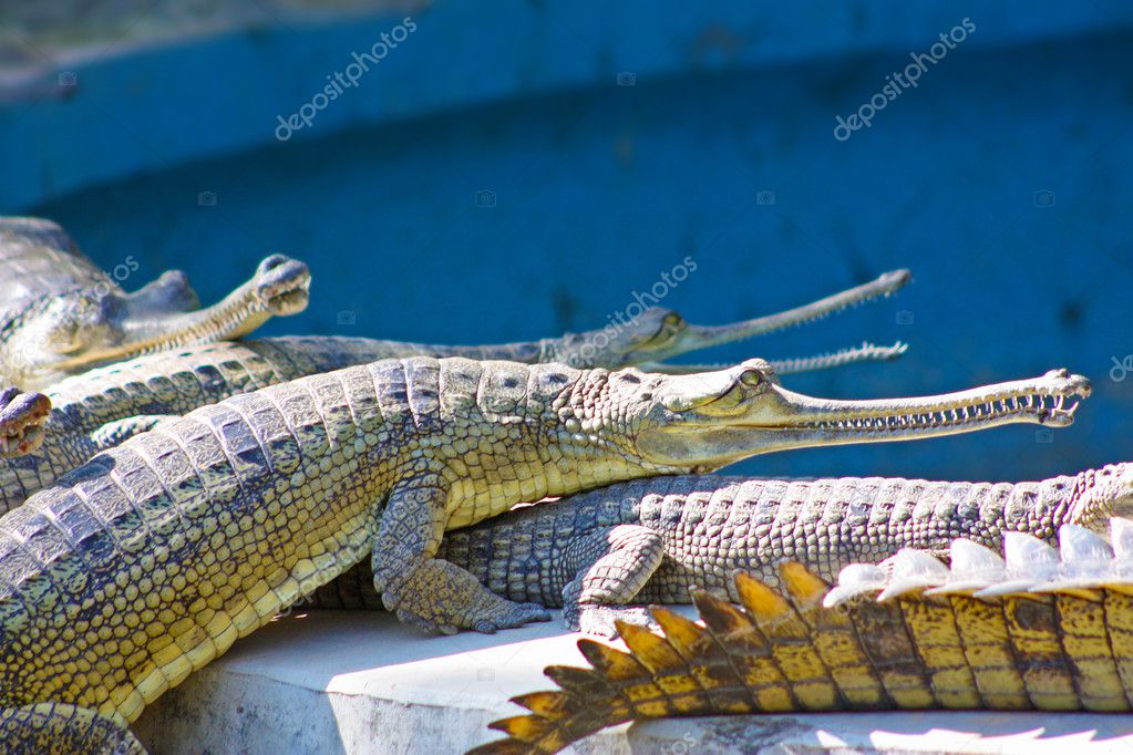 Alligator in the Jaipur Zoo, India — Stock Photo © Alexandra Lande ...