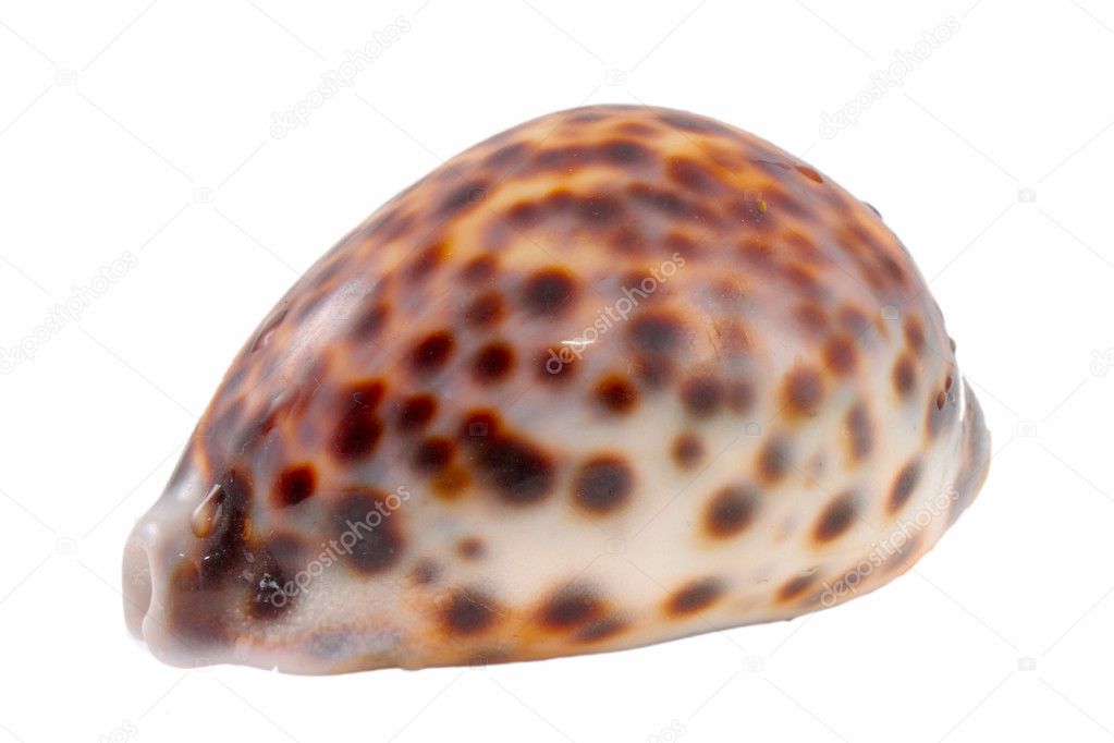 Seashell Stock Photo by ©Alexandra Lande 13743204