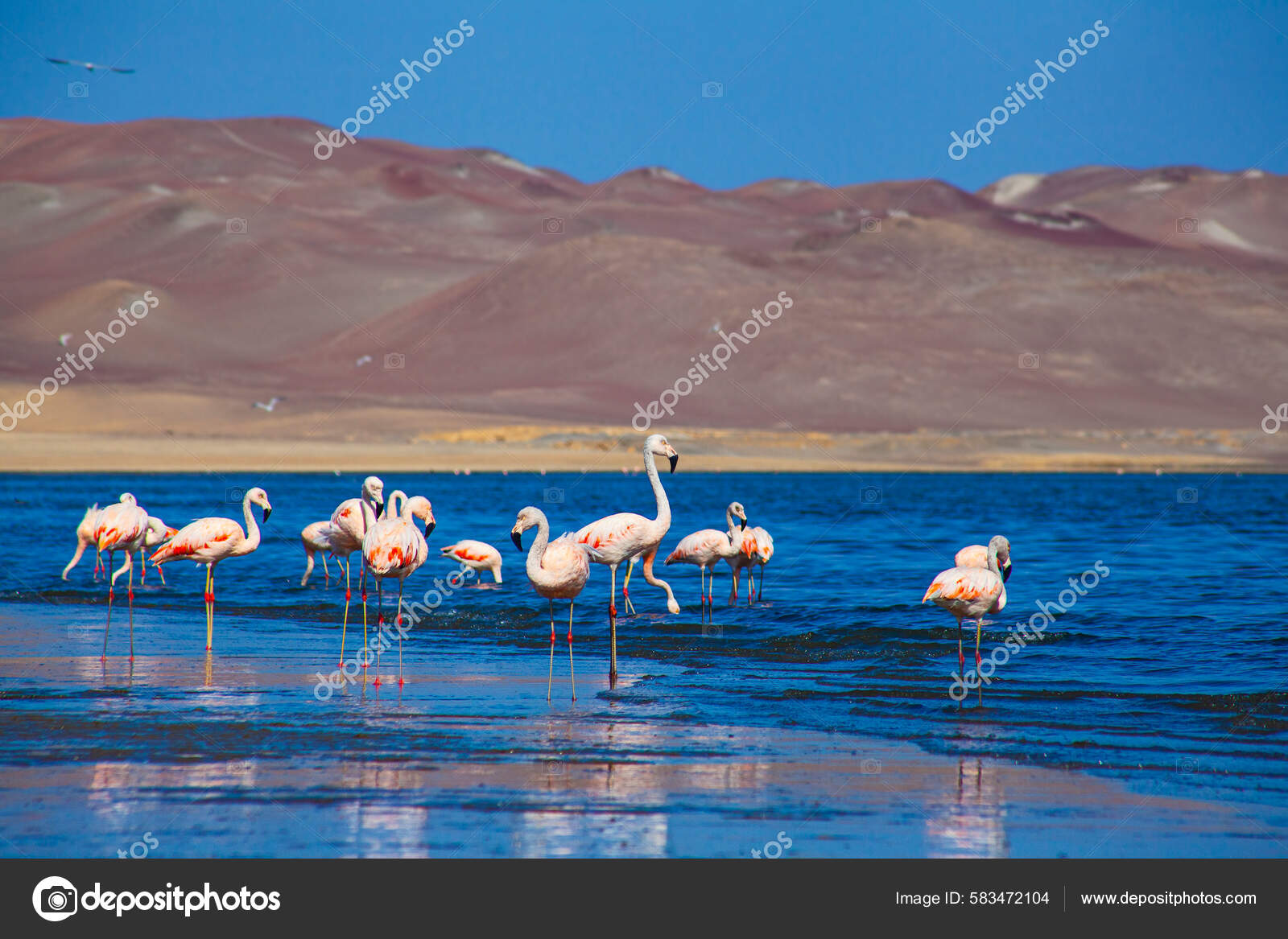 Pink Flamingos Ocean Paracas Peru Stock Photo by ©Alexandra Lande 583472104