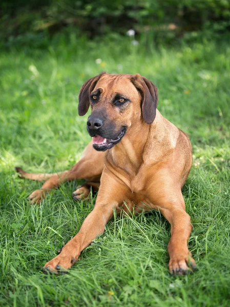 Cute little Rhodesian Ridgeback puppies — Stock Photo © AnkevanWyk #9859867