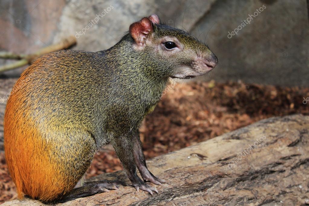 Golden rabbit. Aguti Stock Photo by ©mihail1981 12460314