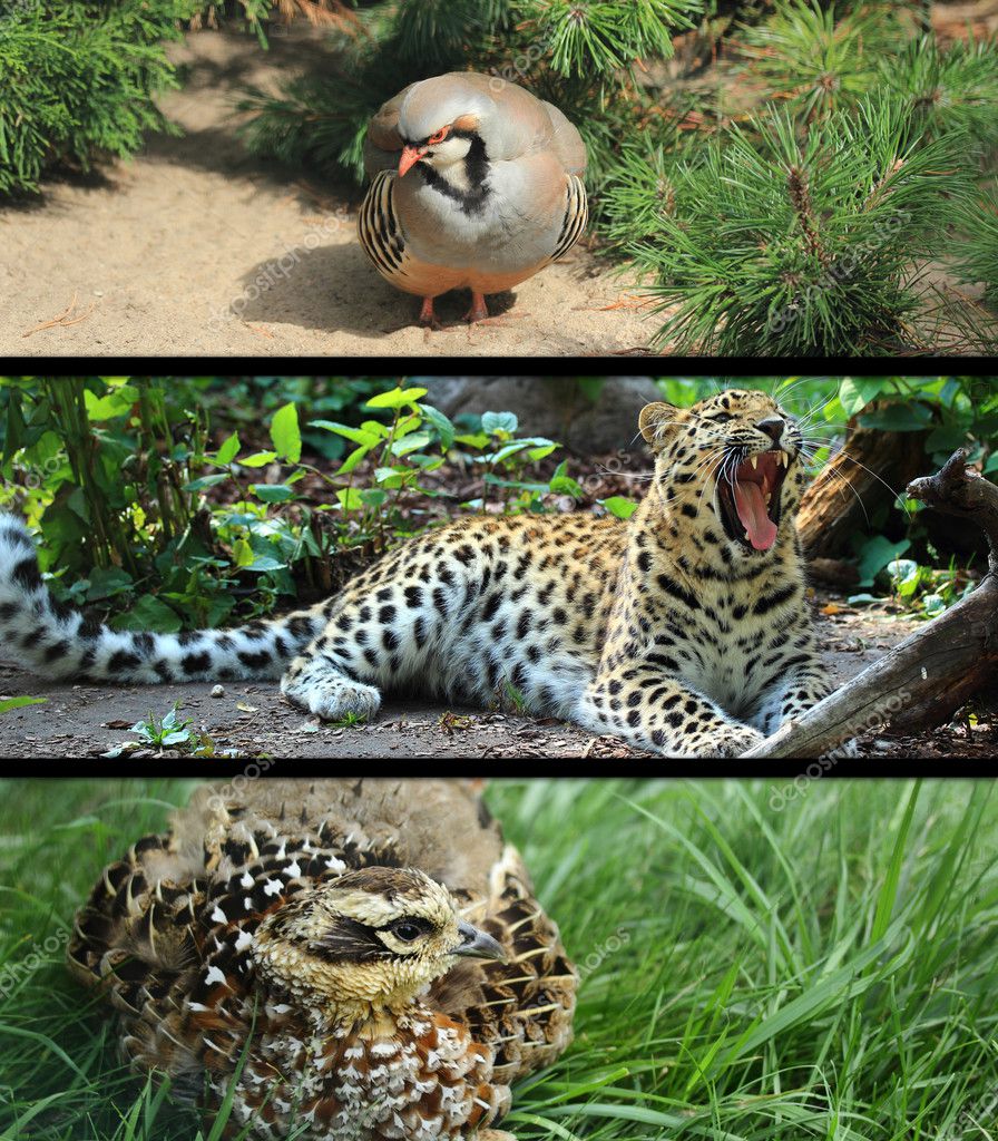 Set of anima Stock Photo by ©mihail1981 31294317