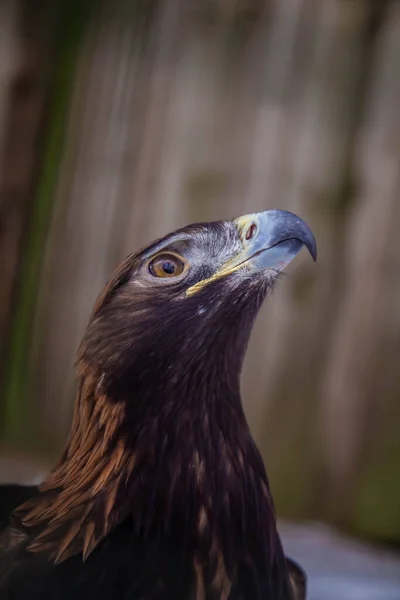 Aquila allo zoo Stock Photos, Royalty Free Aquila allo zoo Images ...