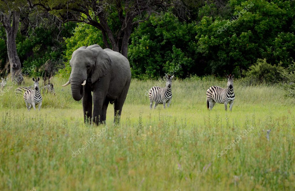 Elephant and zebras Stock Photo by ©bah1969 50238139