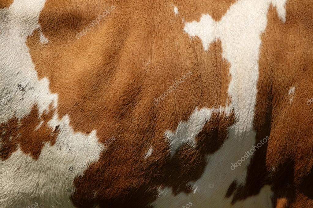 Cow texture — Stock Photo © pavelmidi #17352859