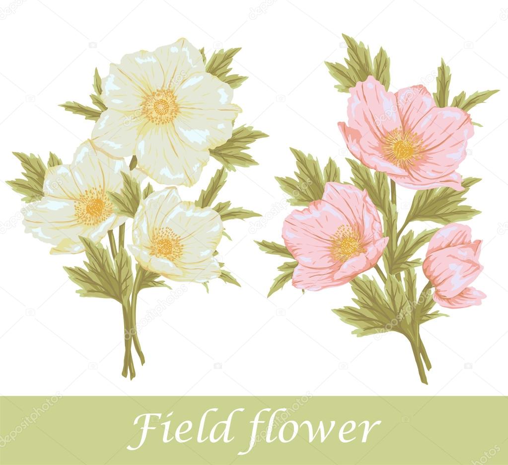Field flover set Stock Vector Image by ©nordfox #27475459