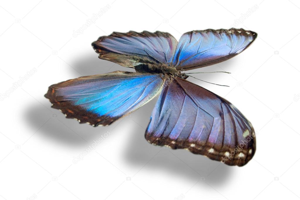 Butterfly isolated on white. Stock Photo by ©mshch1 46646697