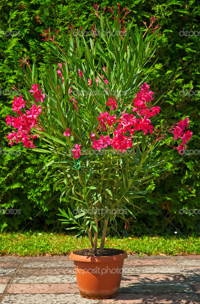 Nice oleander — Stock Photo © Botond #36014117