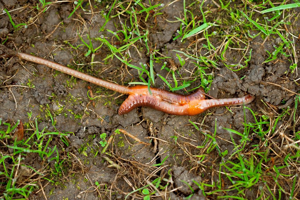 Lumbricus Terrestris