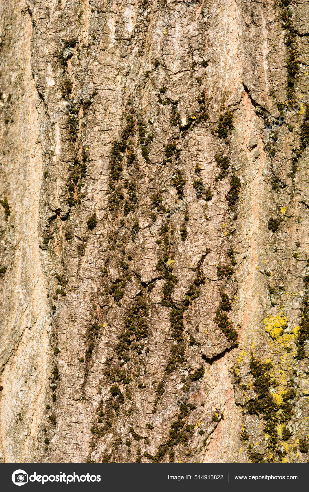 Acer Negundo Bark