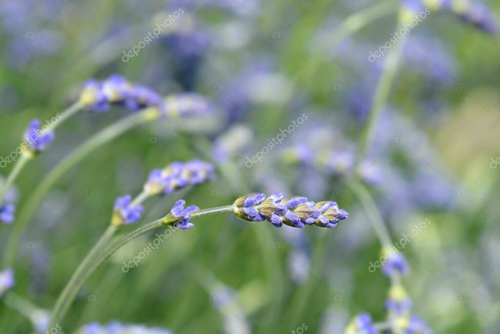 Flor común de lavanda - Nombre en latín - Lavandula angustifolia ...