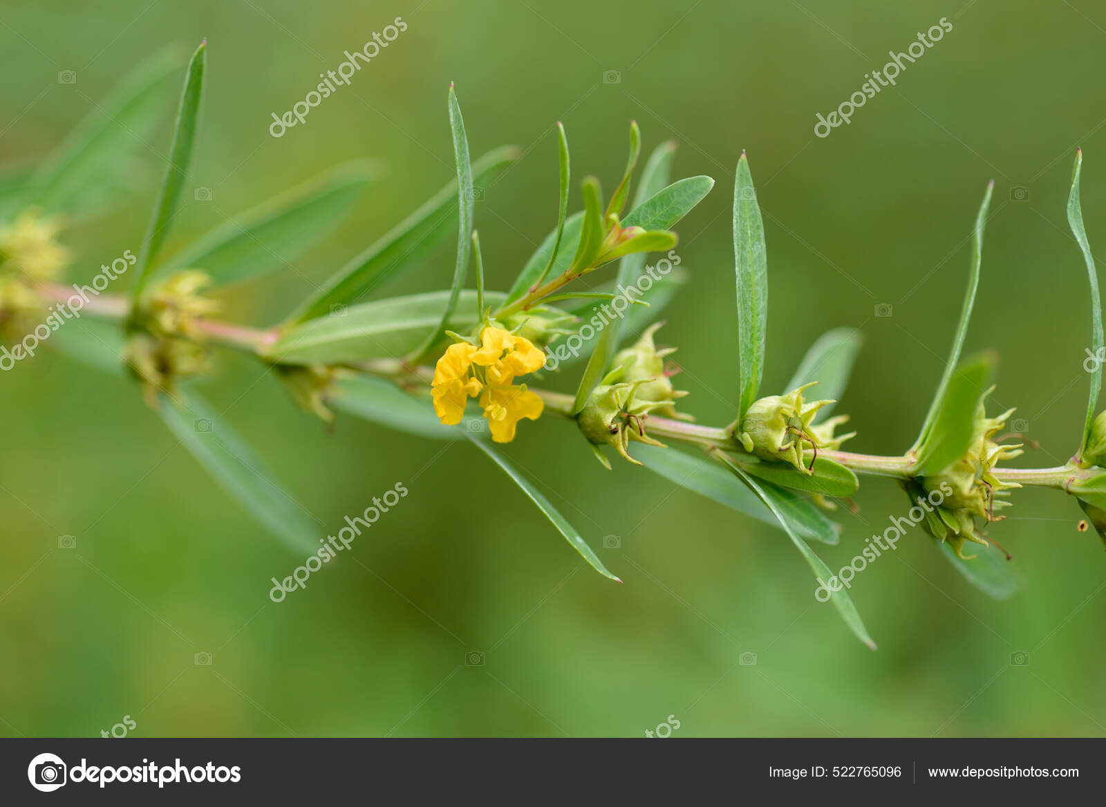 Shrubby Yellowcrest Branch Flower Seeds Latin Name Heimia Salicifolia ...
