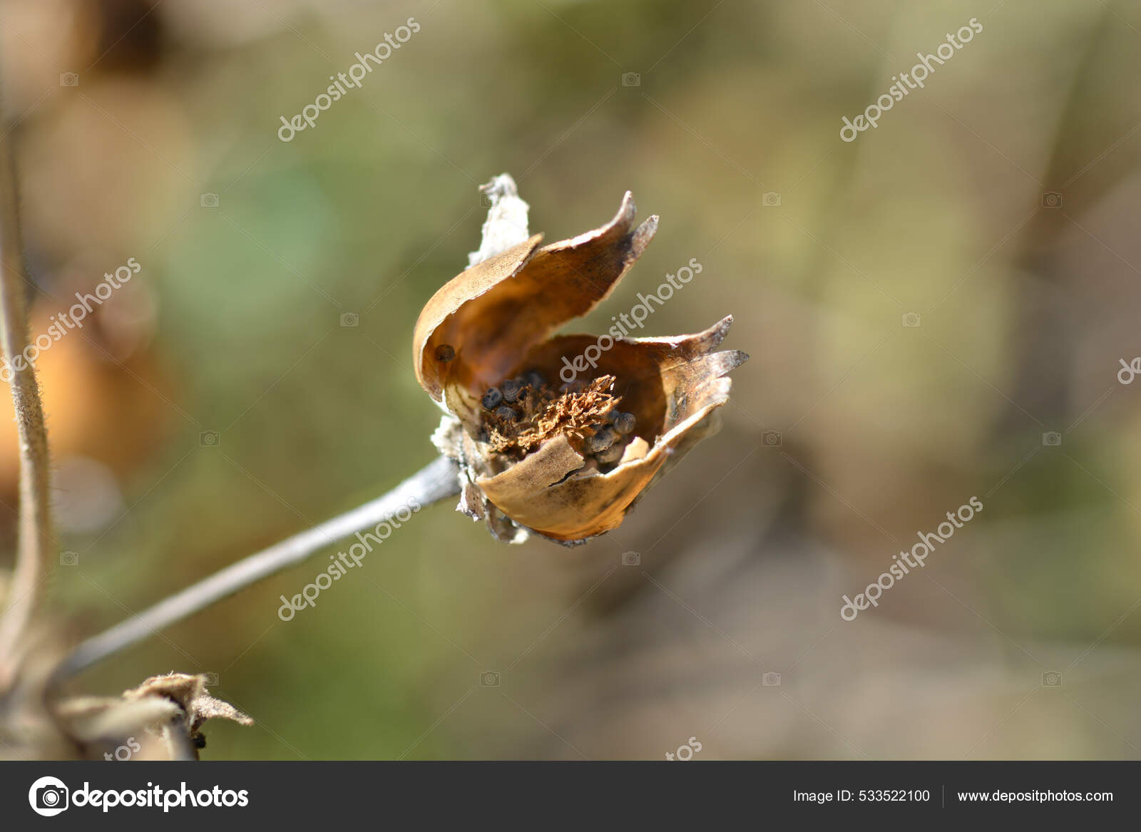 White Campion Seed Pod Latin Name Silene Latifolia Subsp Alba — Stock ...