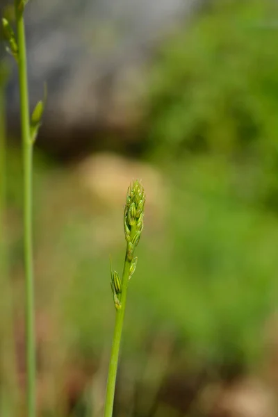 Bud flowering Stock Photos, Royalty Free Bud flowering Images ...