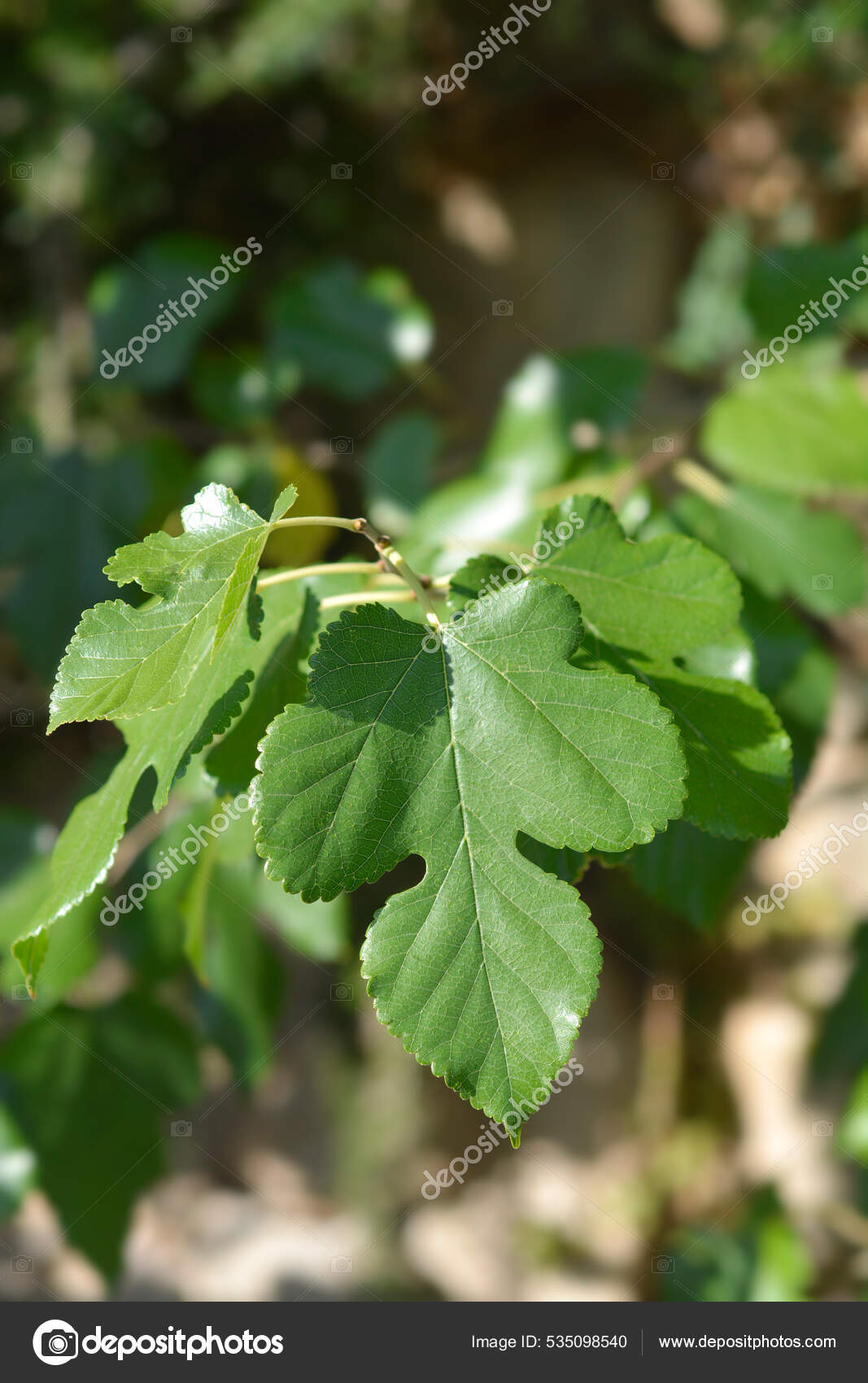 White Mulberry Leaves Latin Name Morus Alba — Stock Photo © nahhan ...