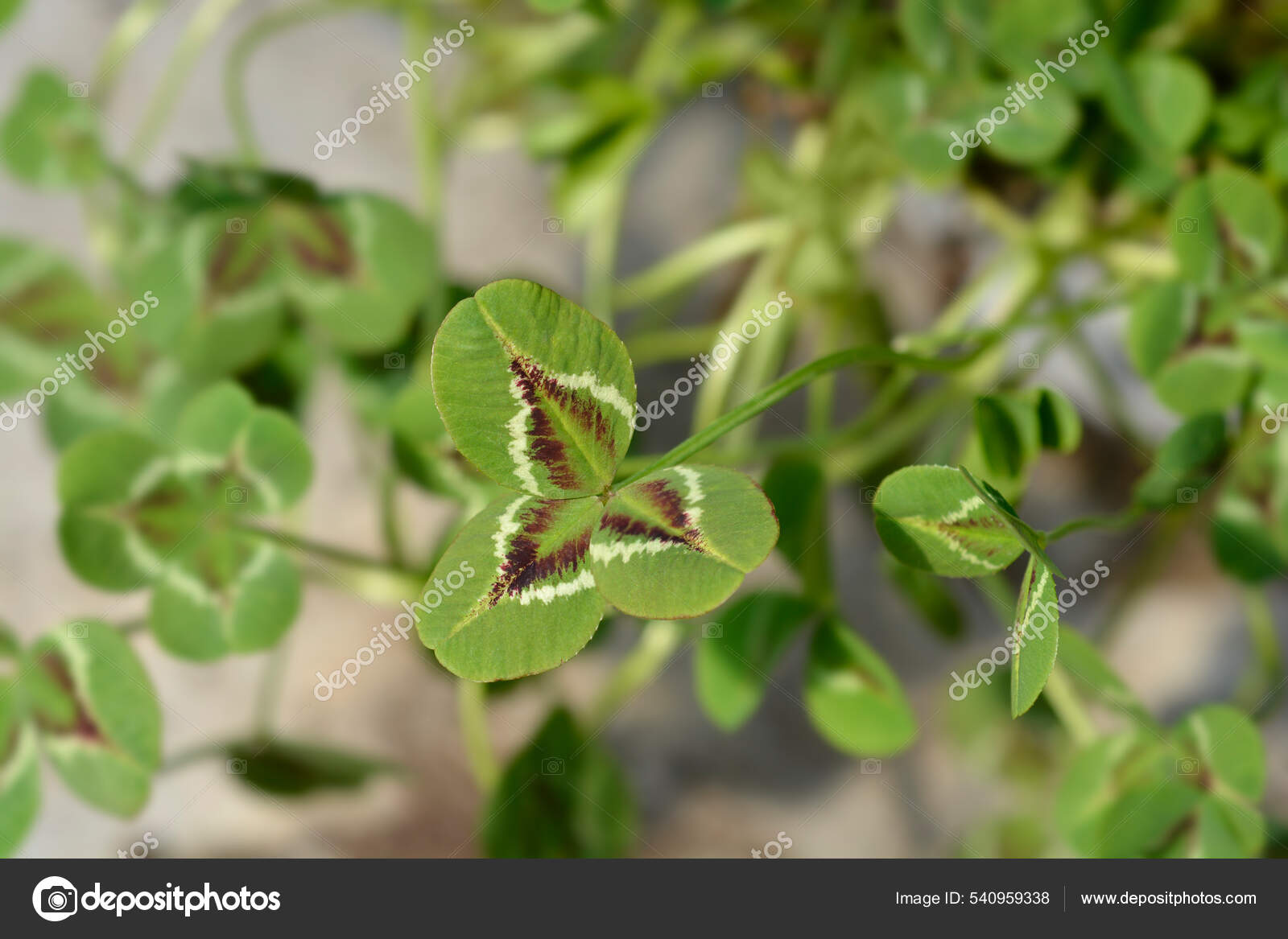 Dutch Clover Cultivar Leaves Latin Name Trifolium Repens Stock Photo by ...