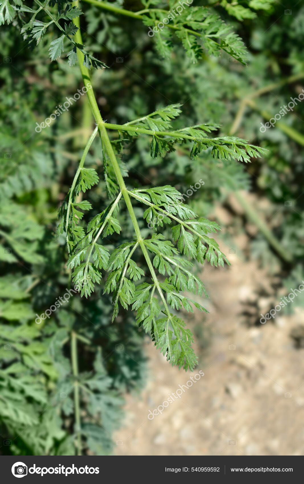Wild Carrot Leaves