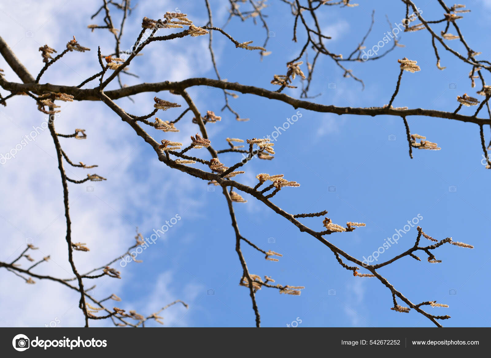 White Poplar Branches Flowers Latin Name Populus Alba — Stock Photo ...