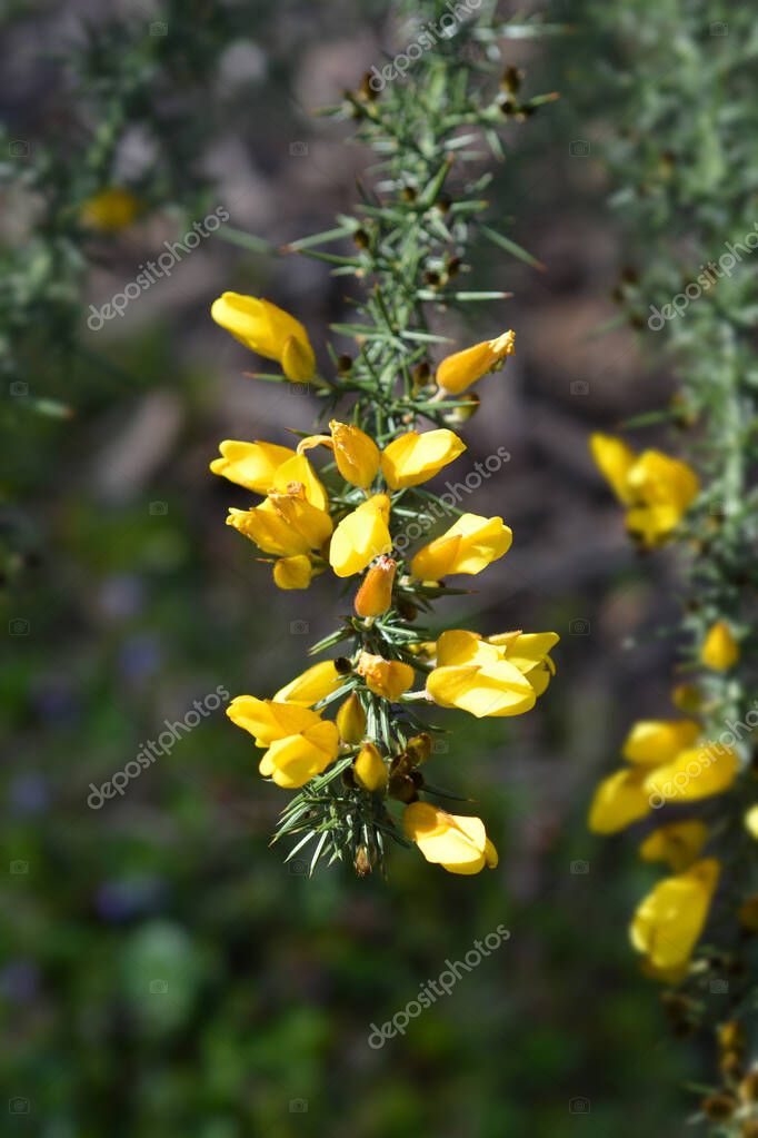 Flores comunes - Nombre en latín - Ulex europaeus 2023