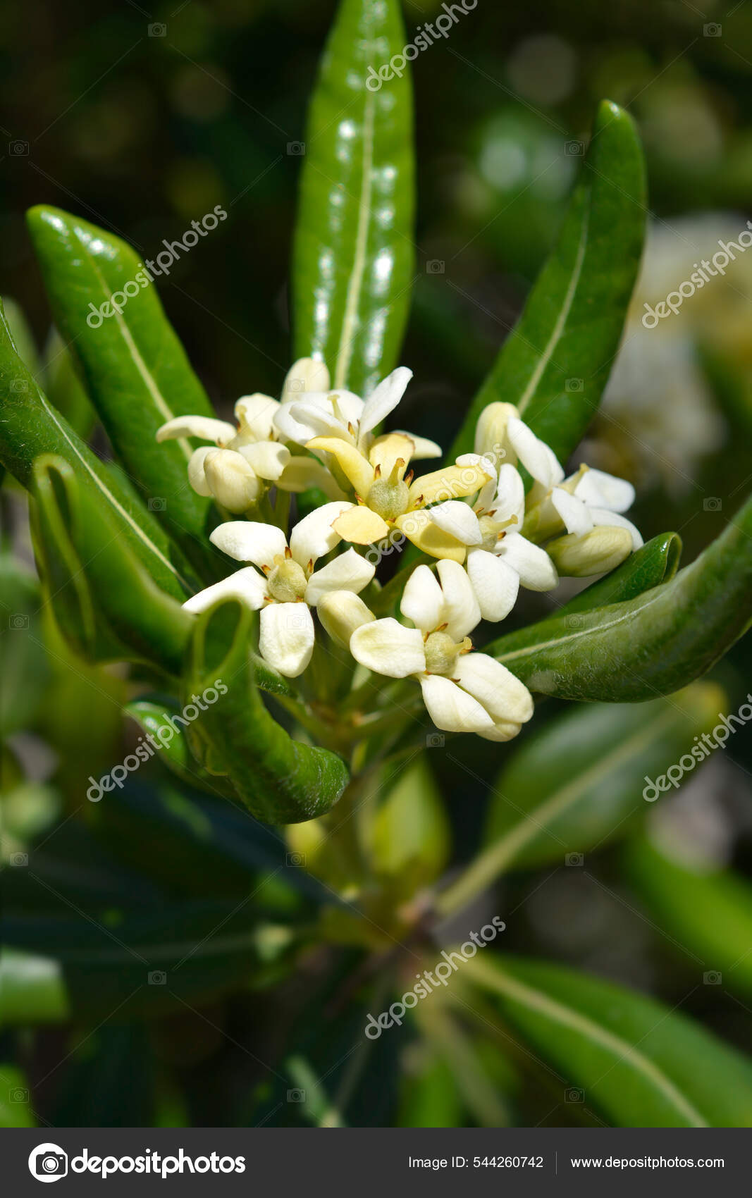 Green Pittosporum Flower
