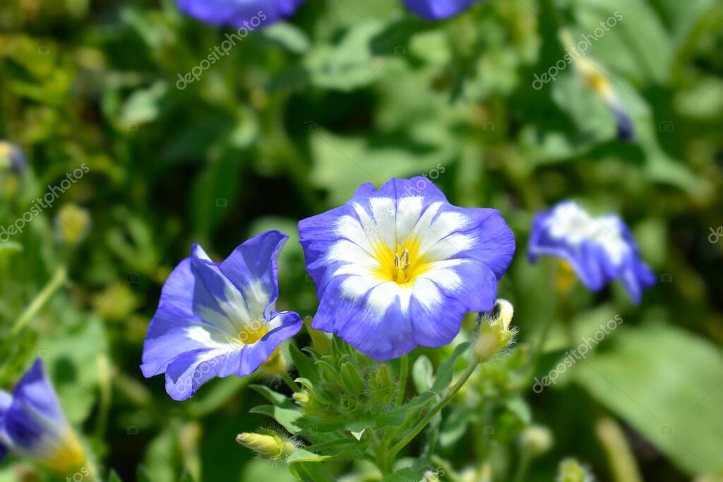 Flores enanas de la gloria de la mañana - Nombre latino - Convolvulus ...