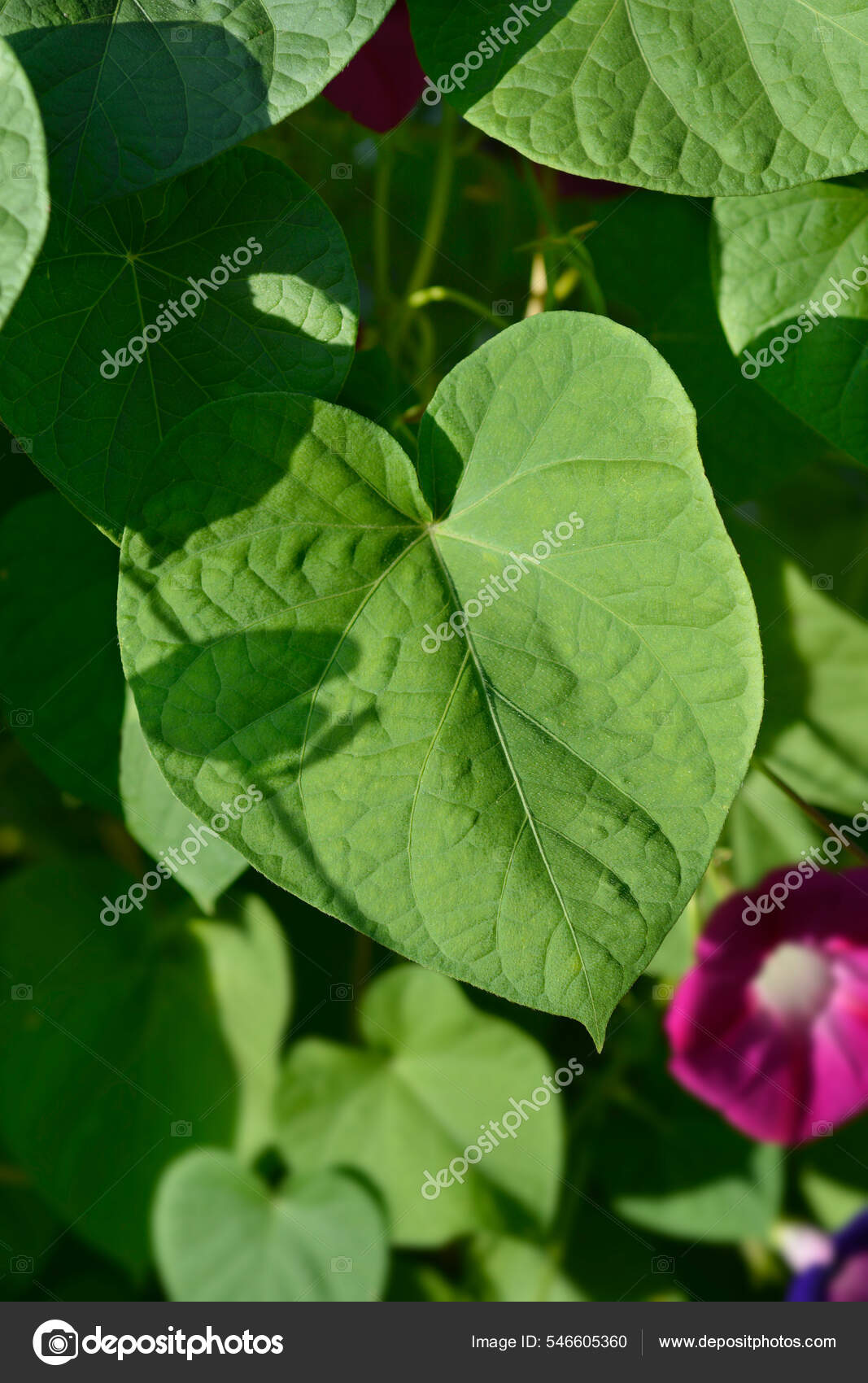 Morning Glory Leaves