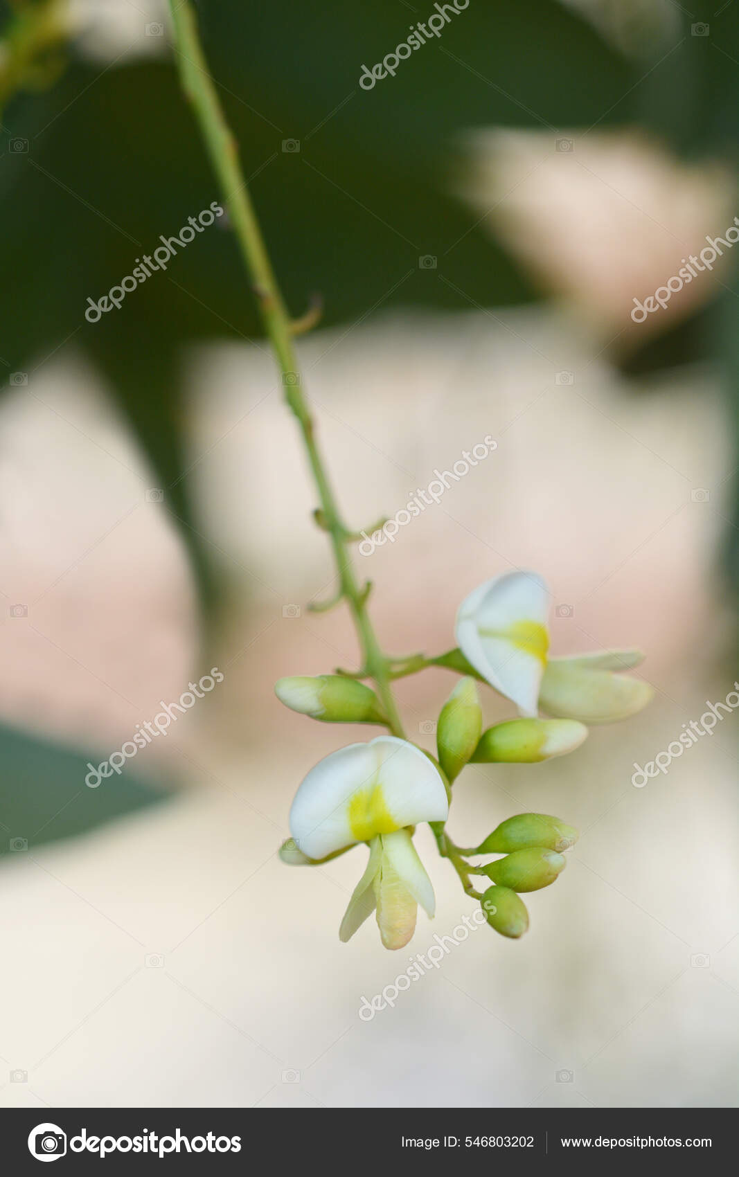 Sophora Japonica Flower