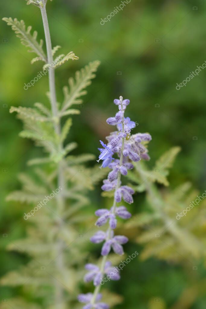 Aguja azul Salvia rusa - Nombre latino - Perovskia atriplicifolia Aguja ...