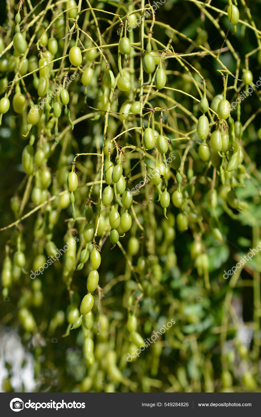 Weeping Japanese Pagoda Tree