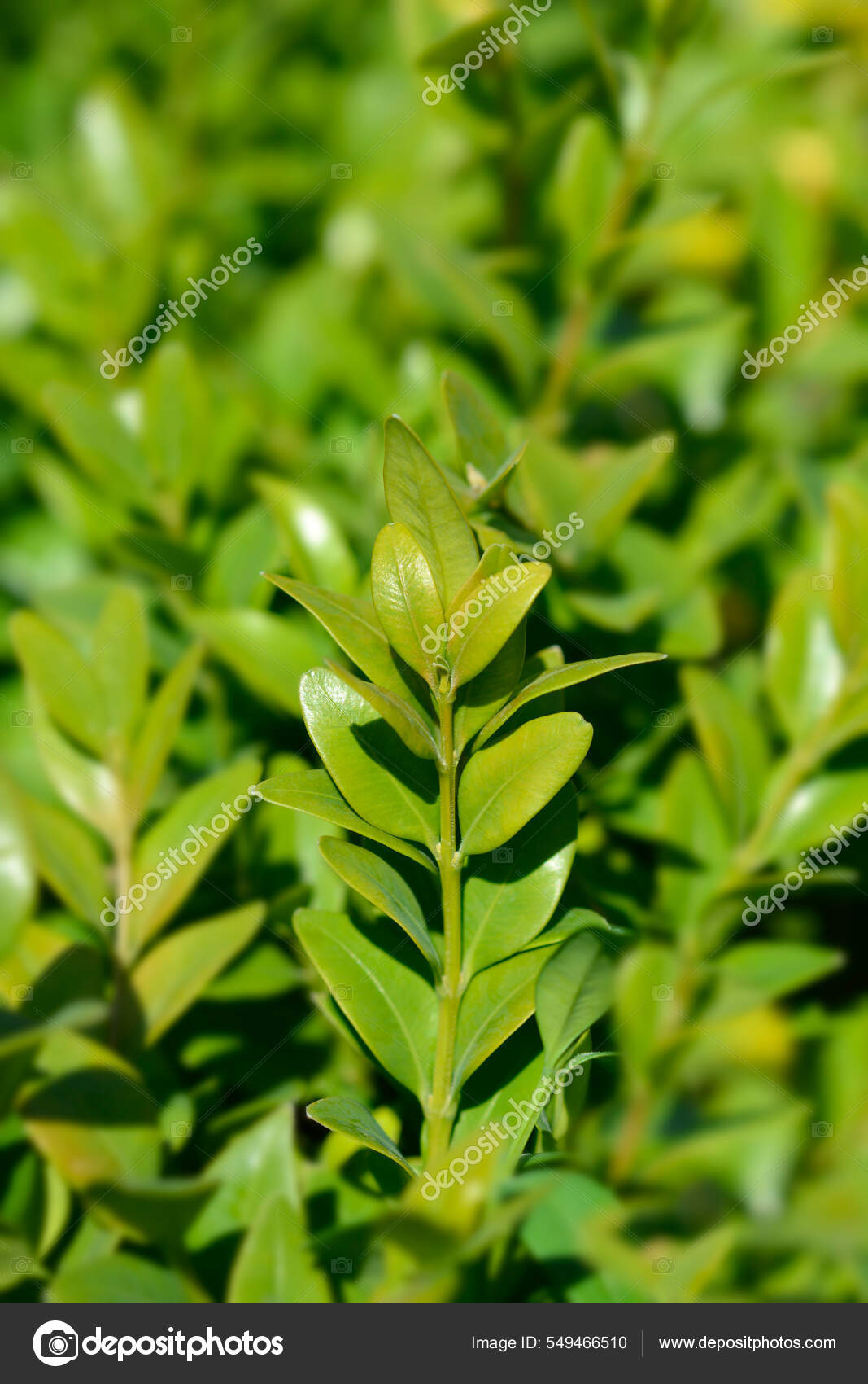 Buxus Sempervirens Leaf