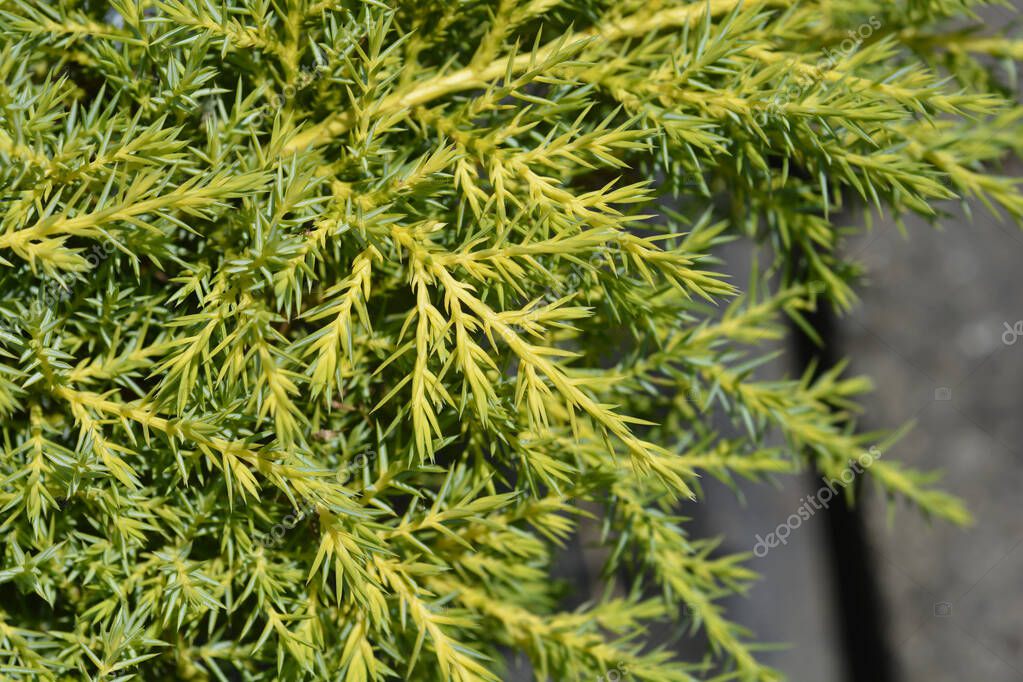 Ramas de Juniper Gold Star - Nombre latino - Juniperus x pfitzeriana ...
