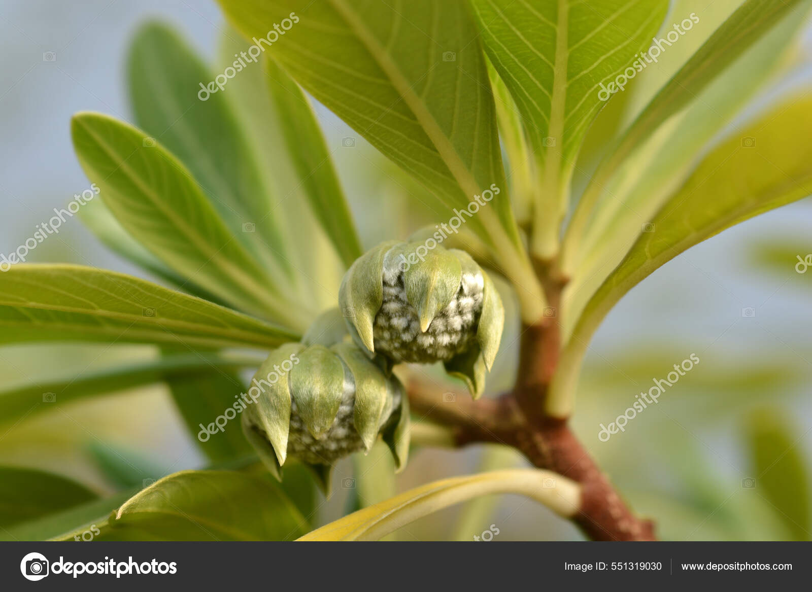 Paperbush Grandiflora Flower Buds Latin Name Edgeworthia Chrysantha ...