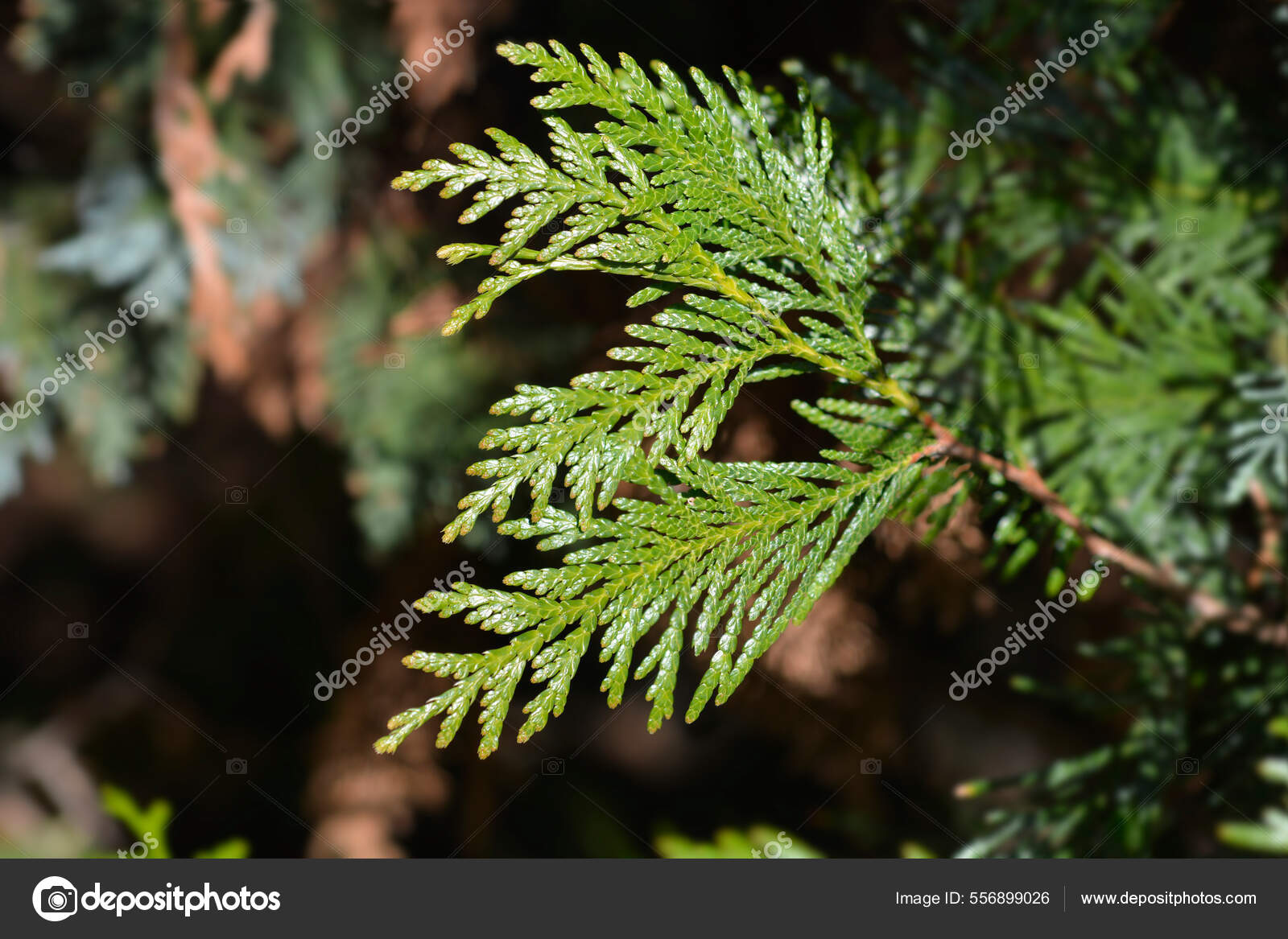 Cedar Tree Branch