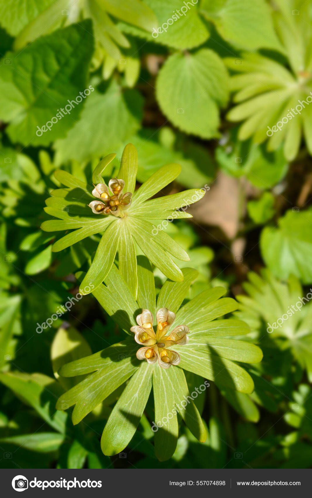 Aconite Seed