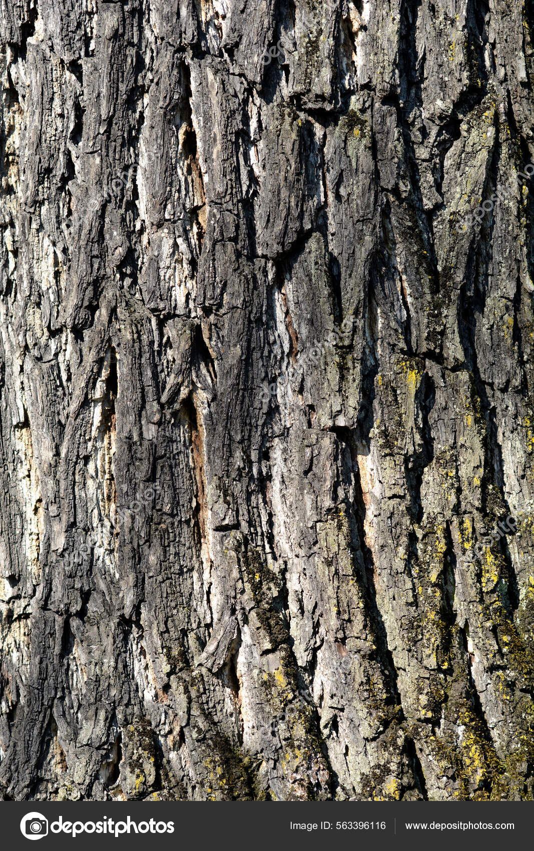 Black Walnut Sapling Bark