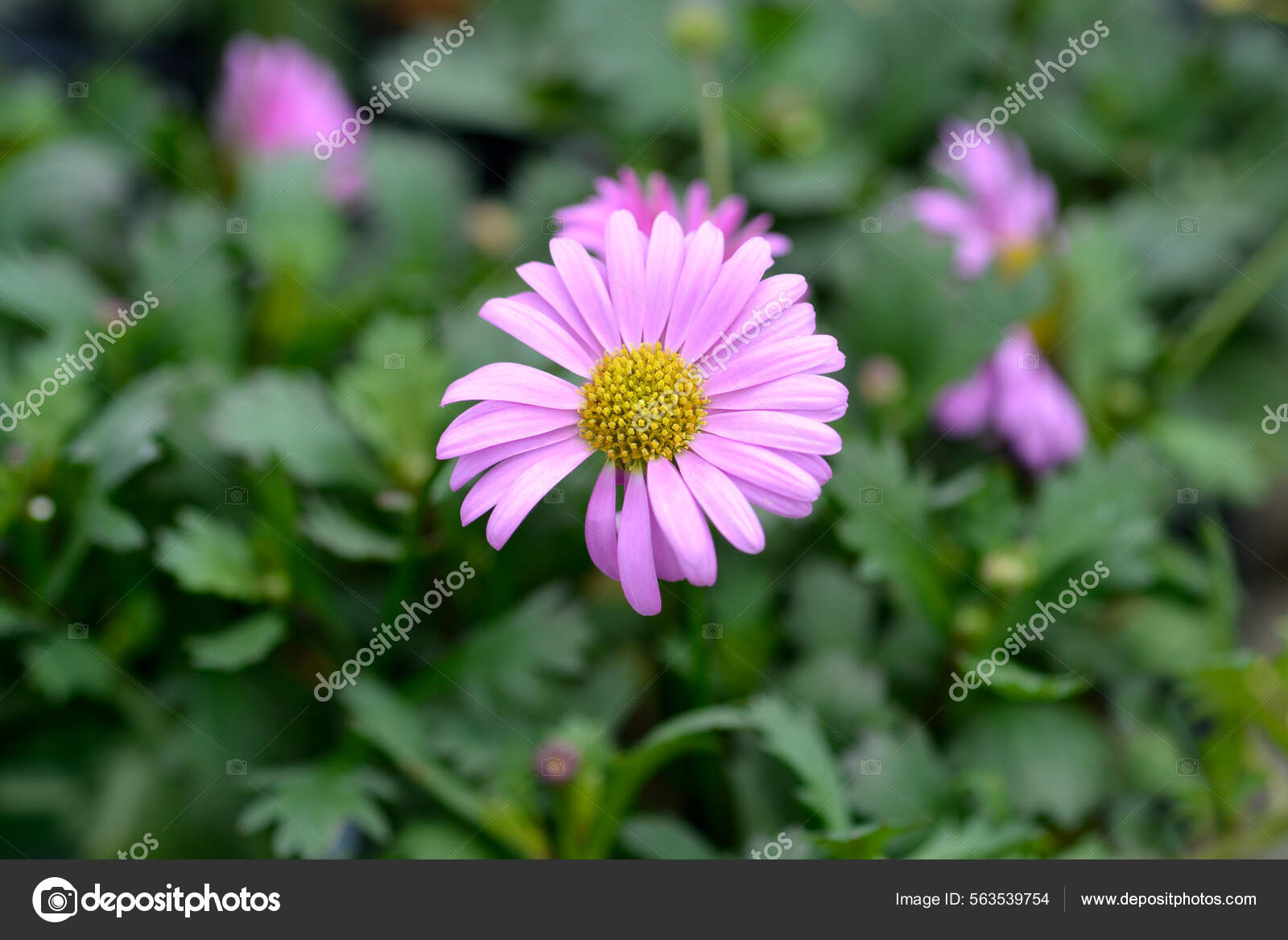 Swan River Daisy Flowers