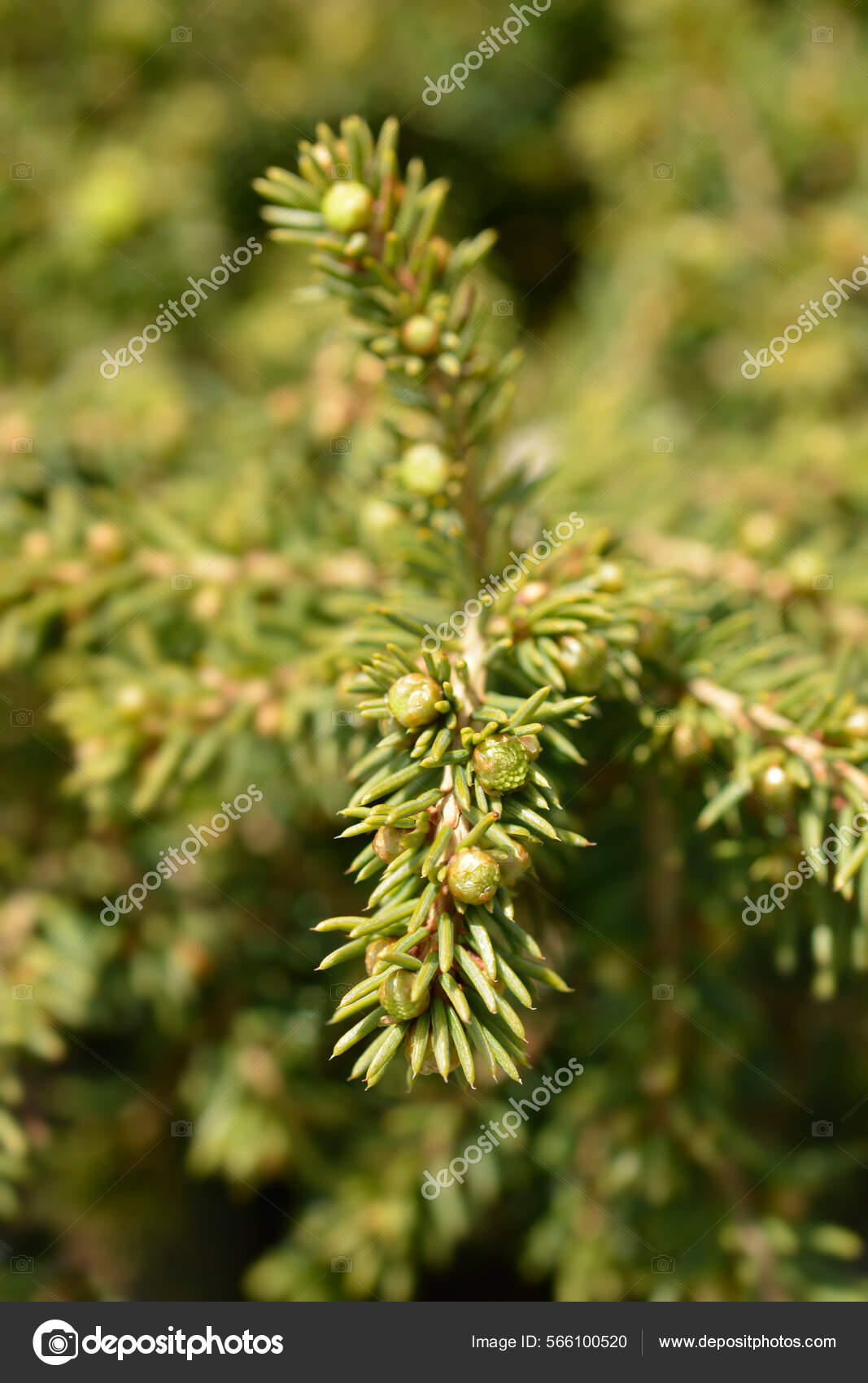 Little Gem Norway Spruce Latin Name Picea Abies Little Gem — Stock ...