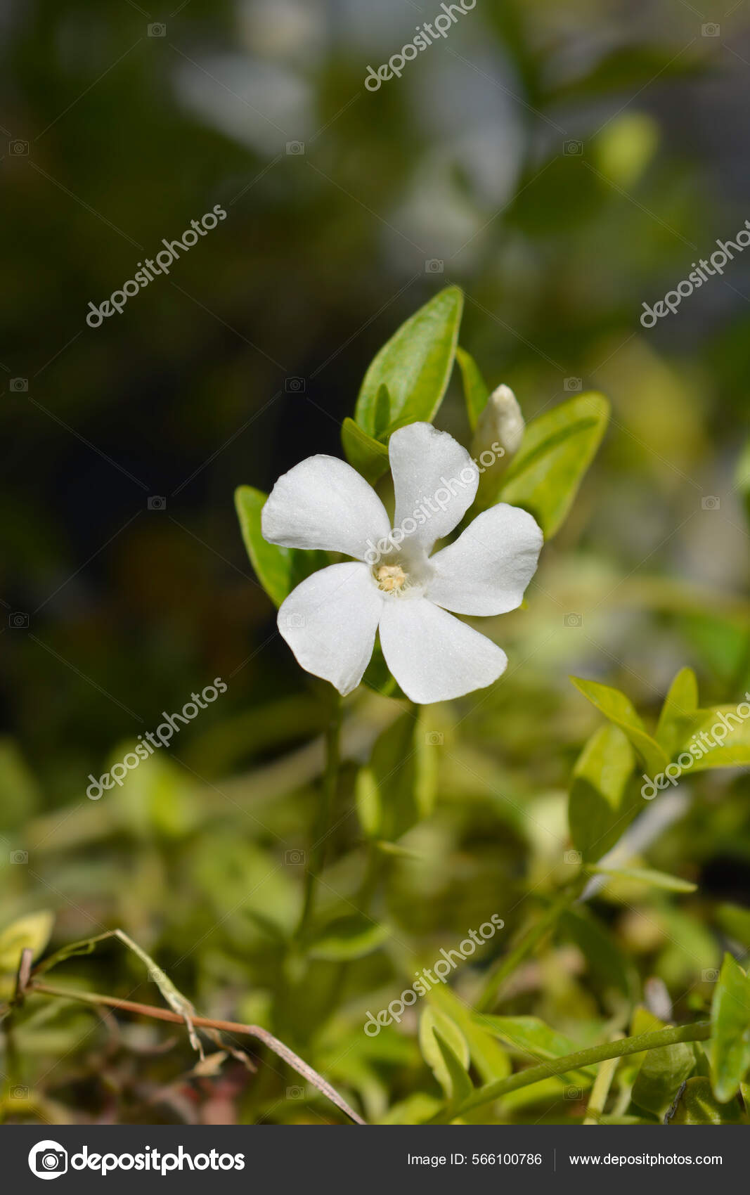 White Periwinkle Flower