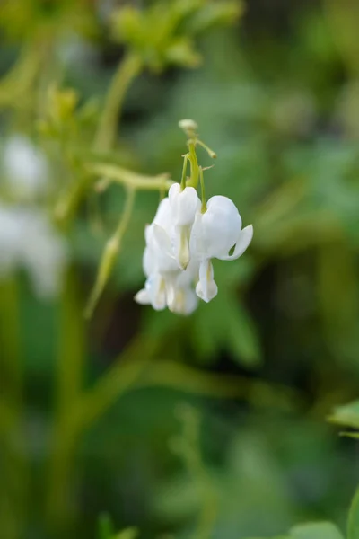 Droopy flower Stock Photos, Royalty Free Droopy flower Images ...