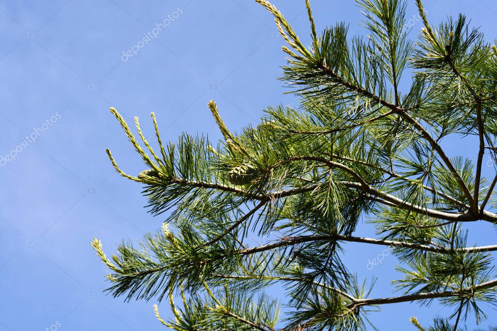 Ramas de pino blanco chino con hojas nuevas - Nombre latino - Pinus ...